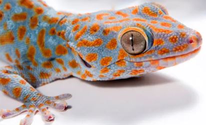 Gekko’s | Spaansgeluk